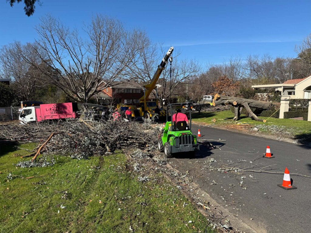 Tree Care - LiRo Tree Services